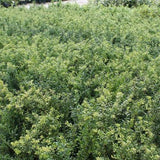Japanese Holly - Lucky Marble – Pandy's Garden Center