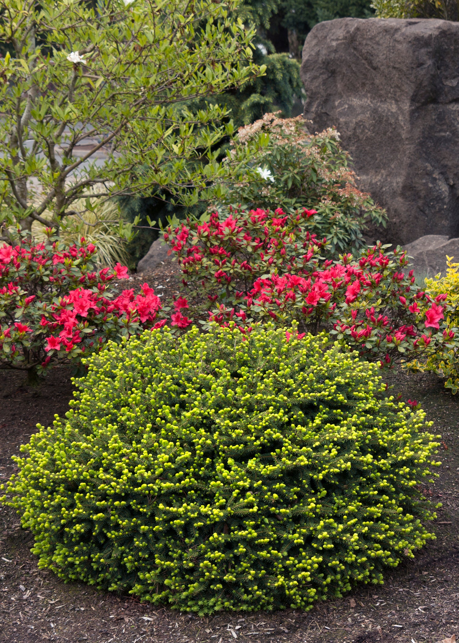 Spruce - Dwarf Pumila – Pandy's Garden Center