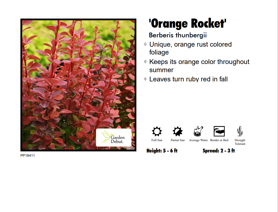 Barberry - Orange Rocket – Pandy's Garden Center