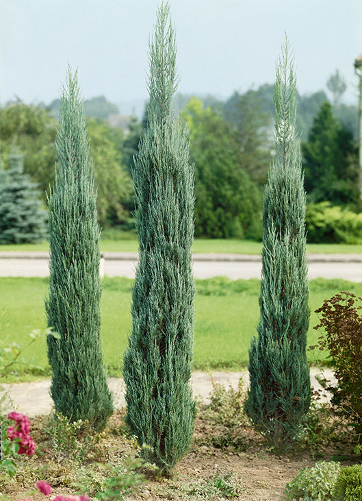 Juniper - Skyrocket – Pandy's Garden Center